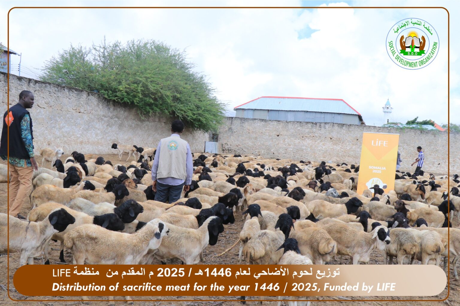 منظمة الـتنمية الاجتماعية تنفذ مشروع الأضاحى لعام 2025 في مقديشو ...